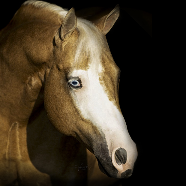 Masked Gun – Rancho la Estrella