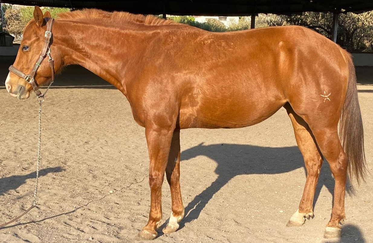 Smoking Rowdy Sis – Rancho la Estrella